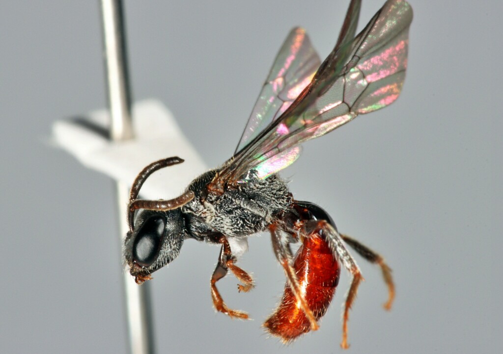 Slim Cuckoo Bees (Bee genera of southern Africa) · iNaturalist