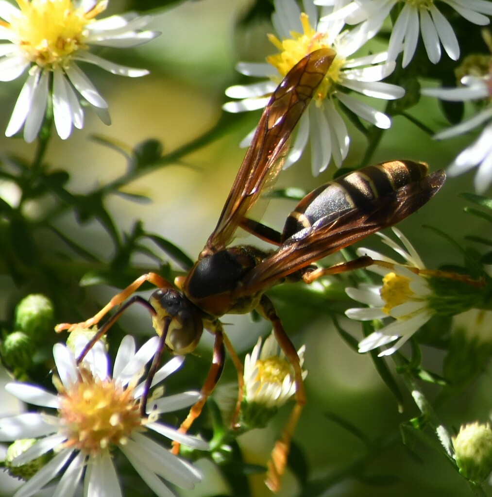 Dark Paper Wasp from University Park, MD 20782, USA on October 10, 2022 ...