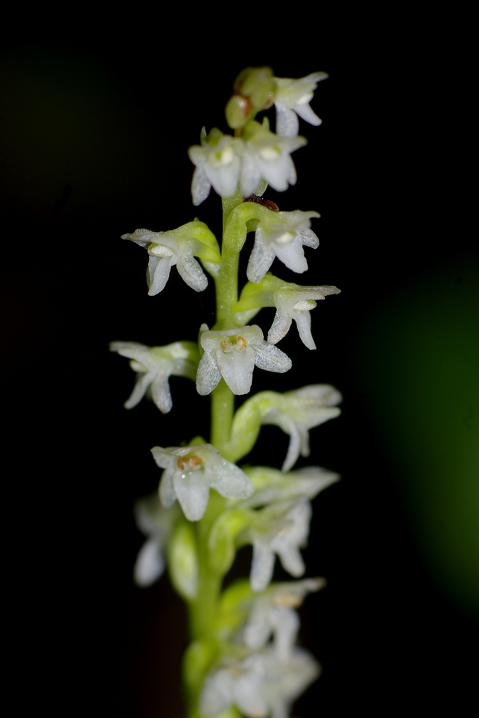 Whiteflower Rein Orchid in July 2019 by mlarocque1962 · iNaturalist