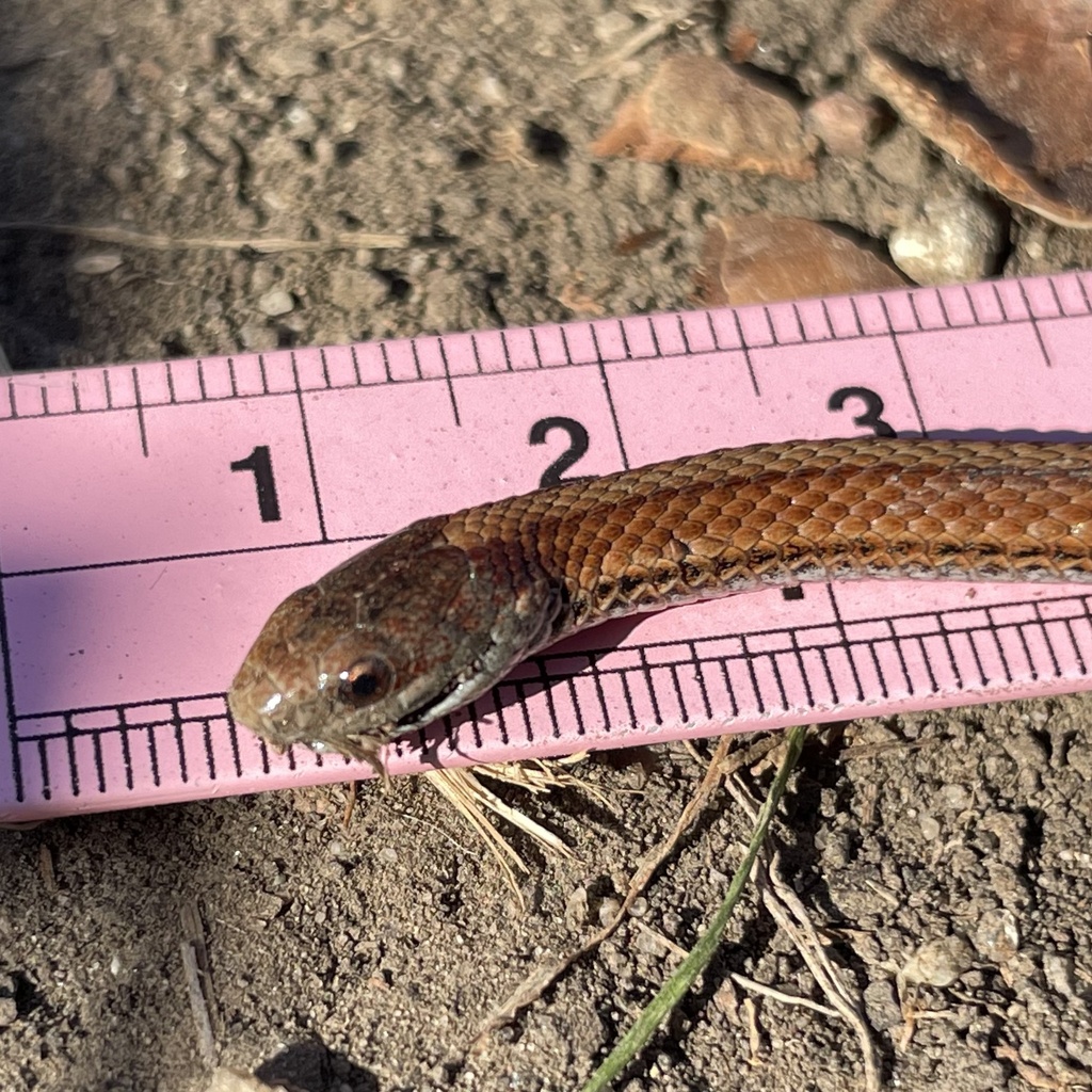 Red-bellied Snake in October 2022 by Daryl Williams. Recently deceased ...