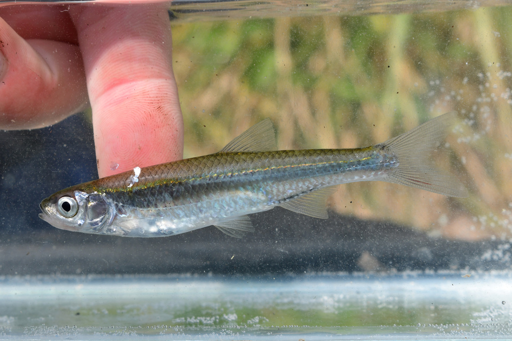 Emerald Shiner (Notropis atherinoides) - Marine Life Identification