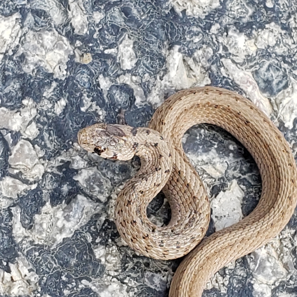 DeKay's Brownsnake from Woodcock Township, PA, USA on October 9, 2022 ...