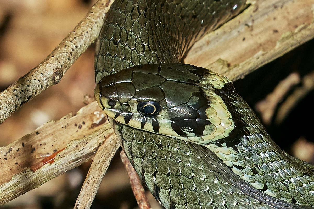 Snog - Natrix natrix - Fund #7ddec819-0be0-be42-83b5-da6a100b013c - Arter