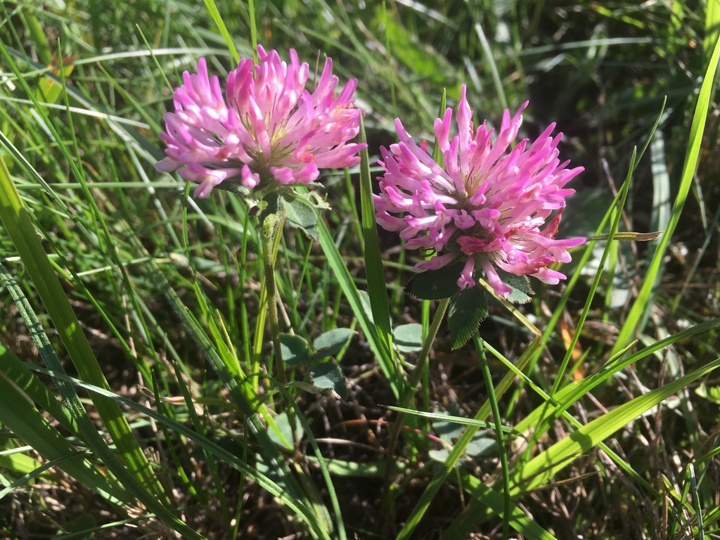 Red Clover from Im. Tsyurupy, Moscow Oblast, Russia, 140221 on October ...