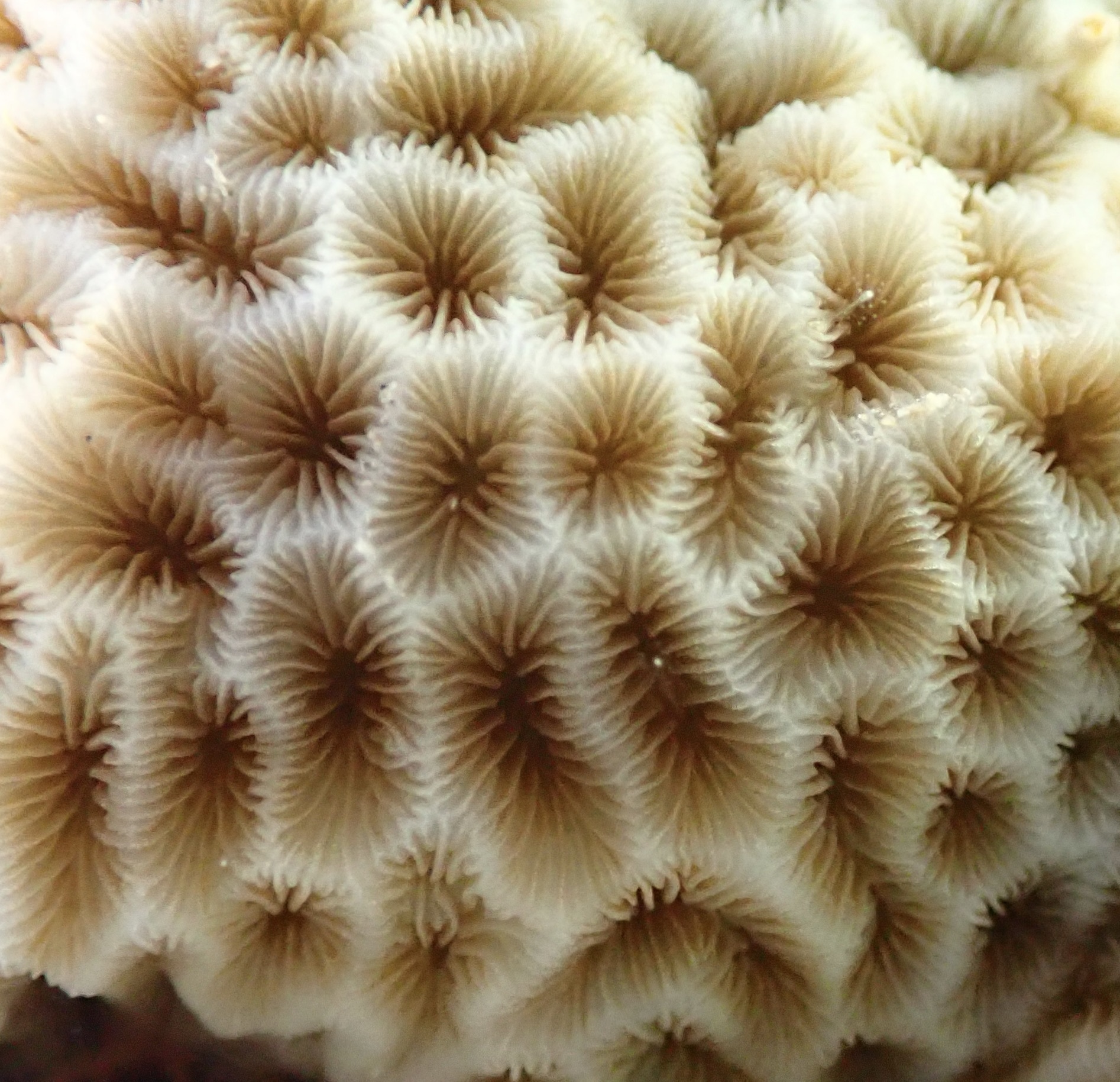 Pavona venosa (Ehrenberg, 1834)