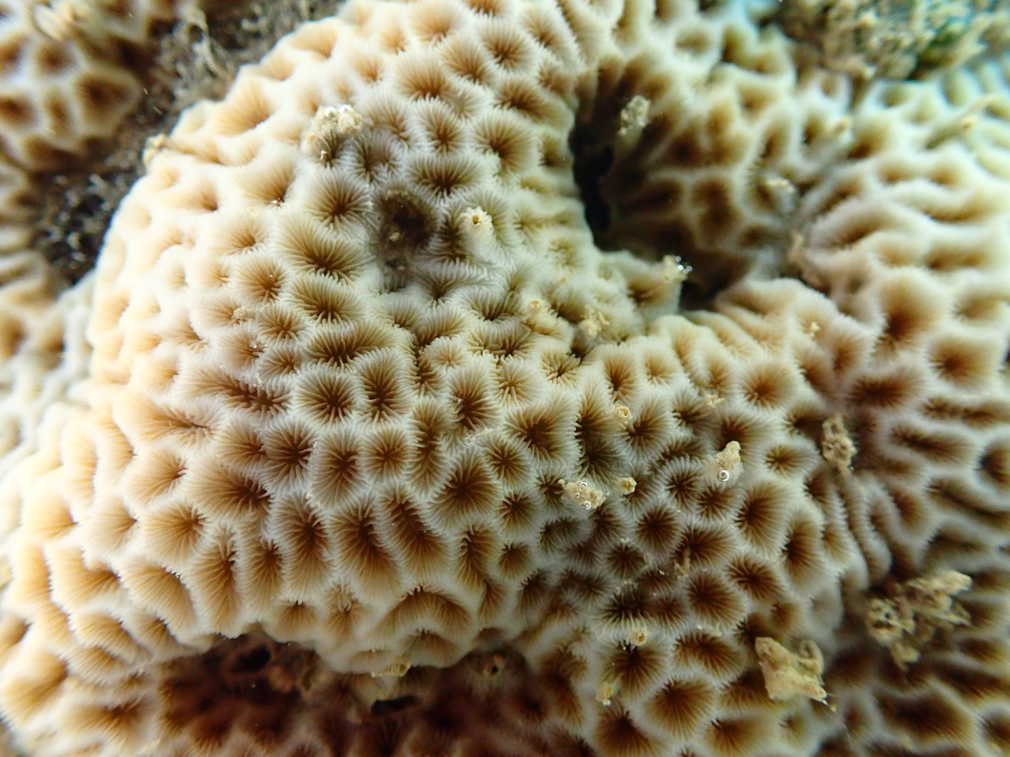 Pavona venosa (Ehrenberg, 1834)