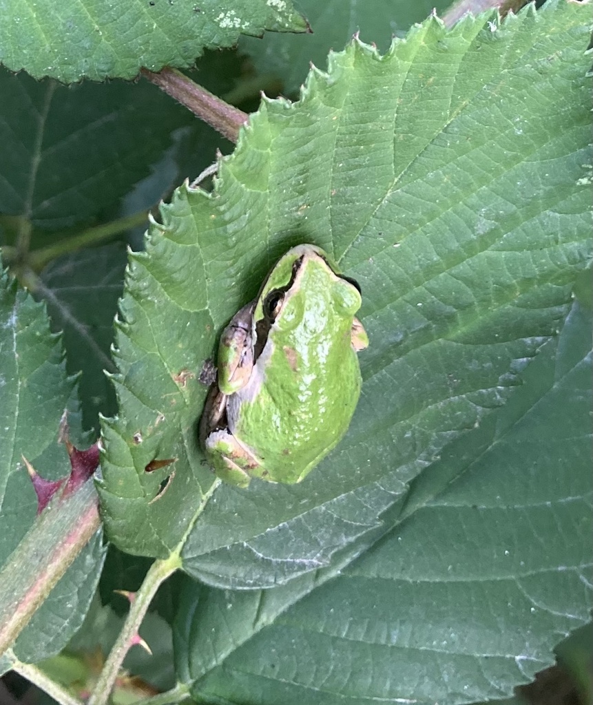 Northern Pacific Tree Frog from Jericho Beach Park, Vancouver, BC, CA ...