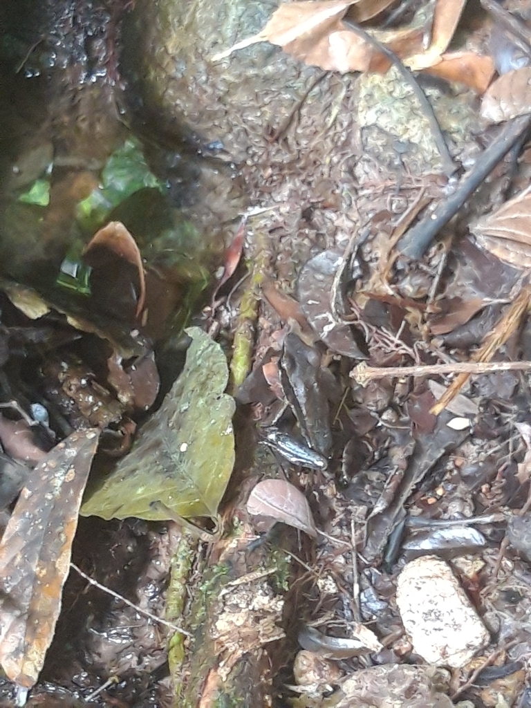Brilliant Forest Frog from La Chorrera District, Panama on October 10, 2022 at 10:35 AM by ...