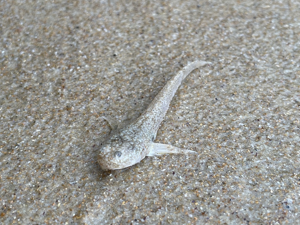 Flathead Sandfish from Freshwater Beach, Freshwater, NSW, AU on October ...