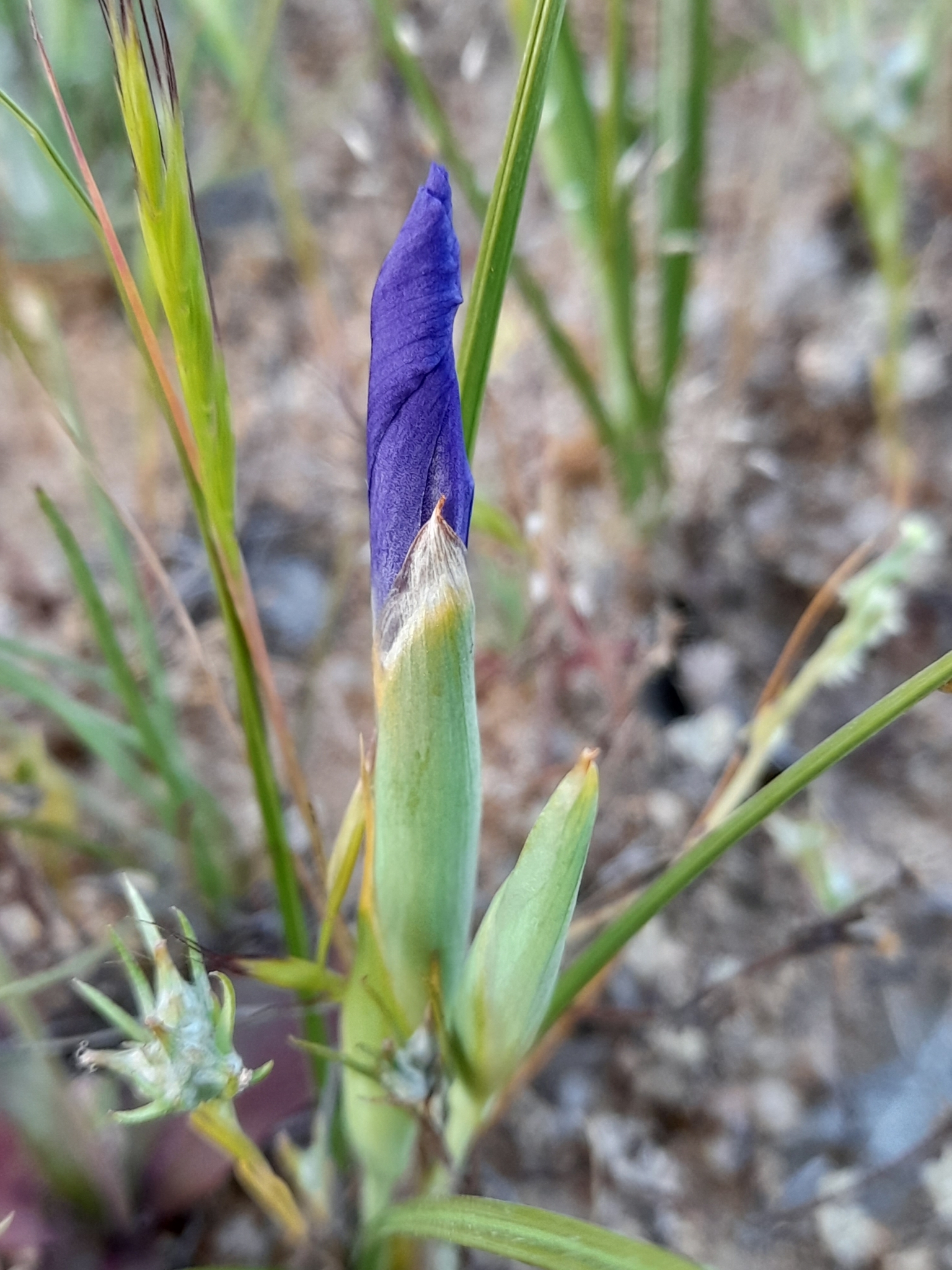 Calydorea xyphioides (Poepp.) Espinosa