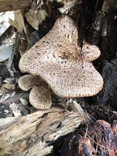 Dryad's Saddle (Del Monte Forest Fungi and Plants) · iNaturalist