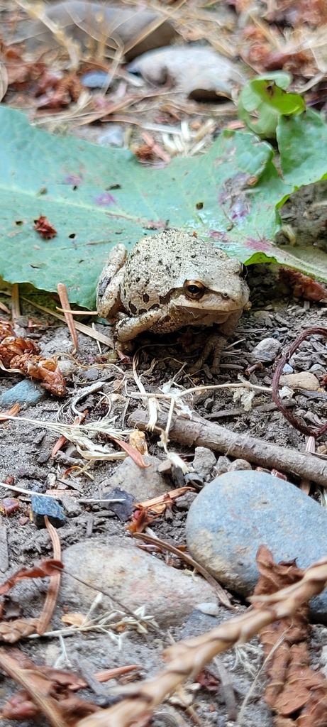 Northern Pacific Tree Frog from Island County, WA, USA on October 09 ...