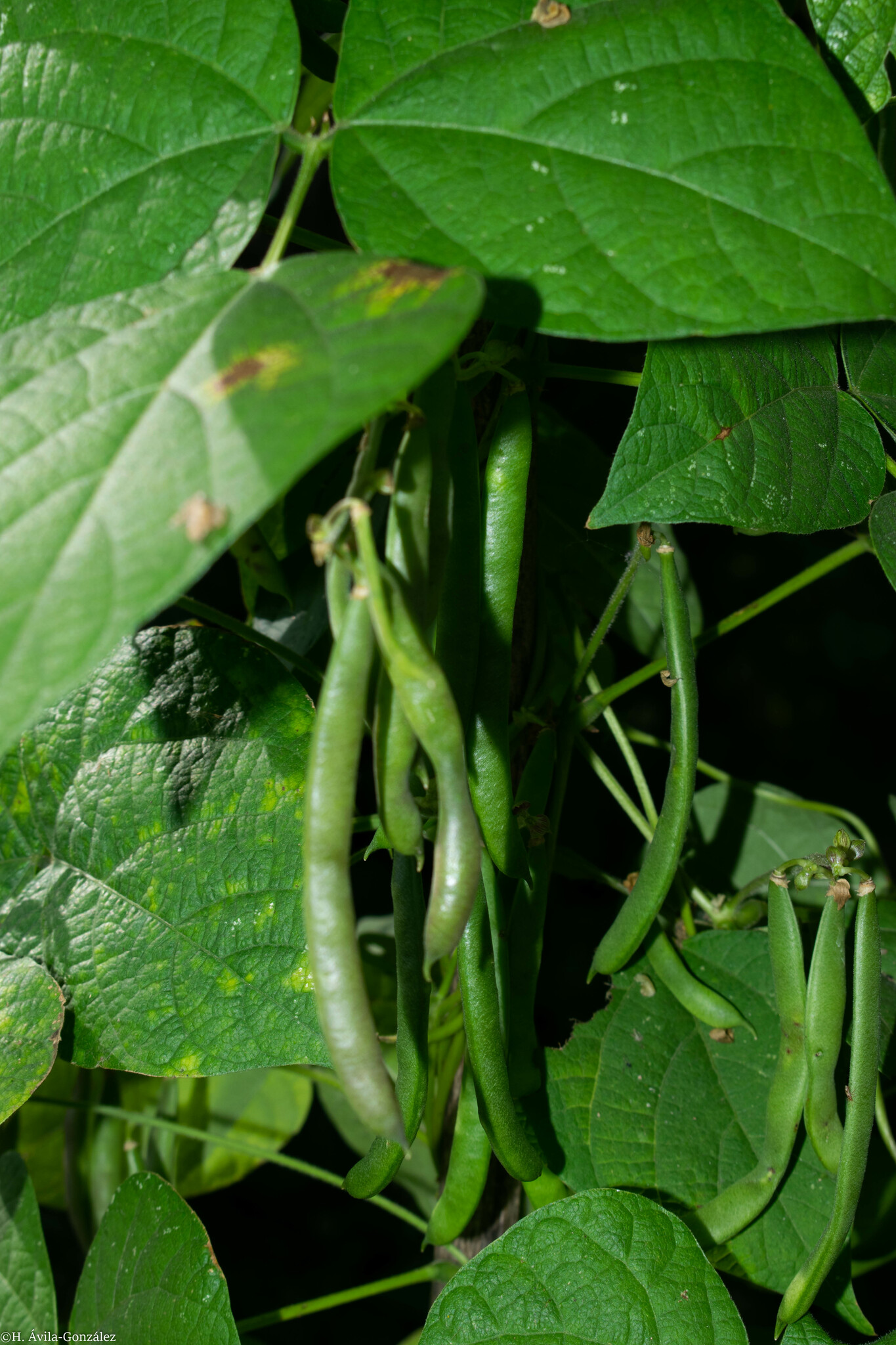 Phaseolus vulgaris L.