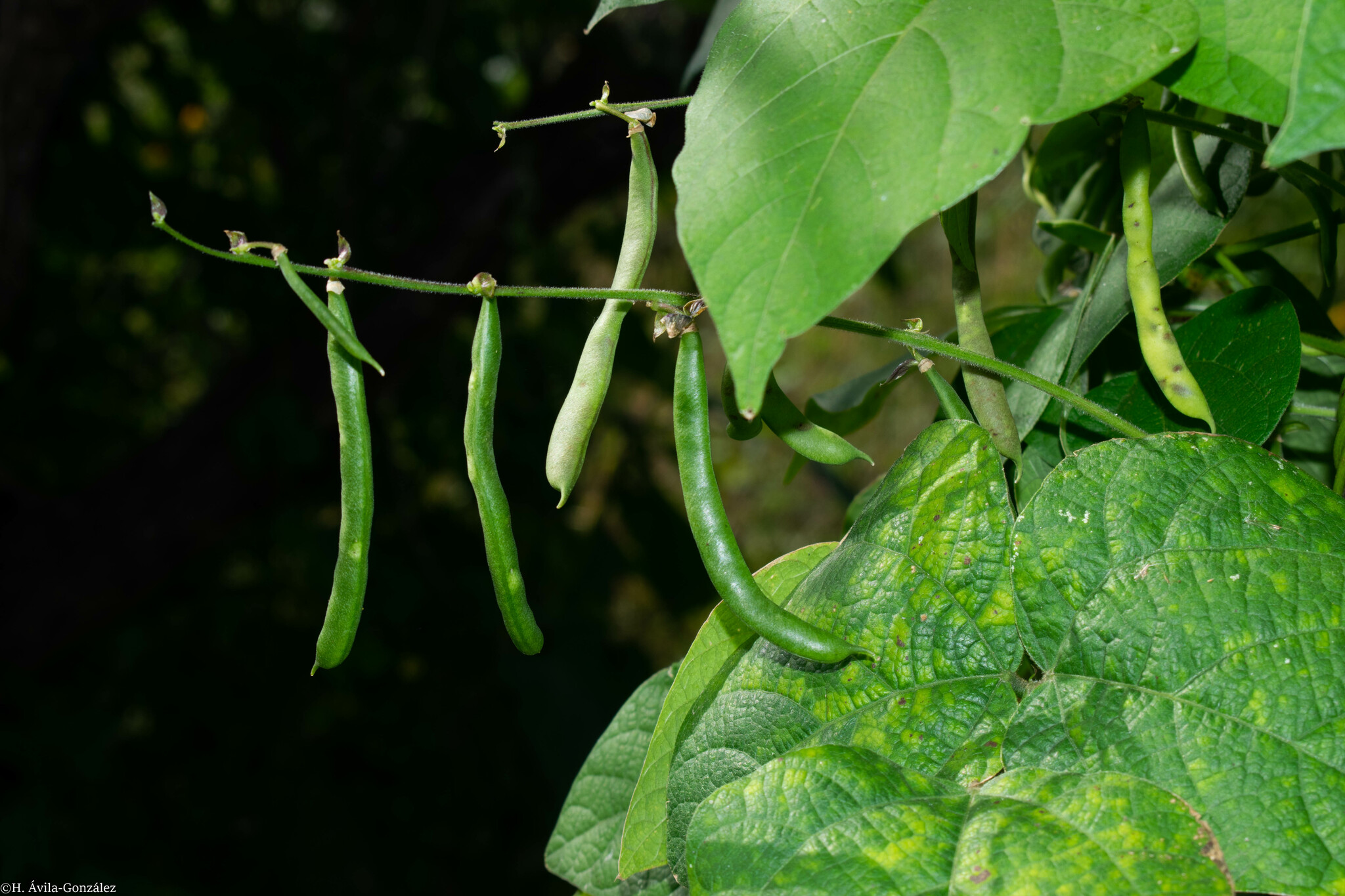 Phaseolus vulgaris L.