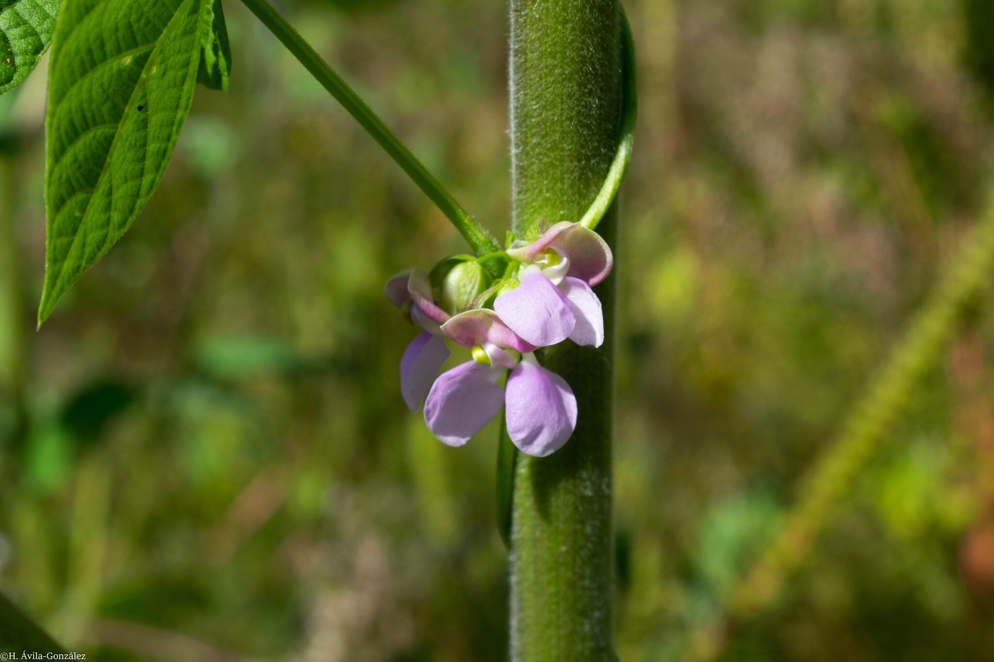 Phaseolus vulgaris L.