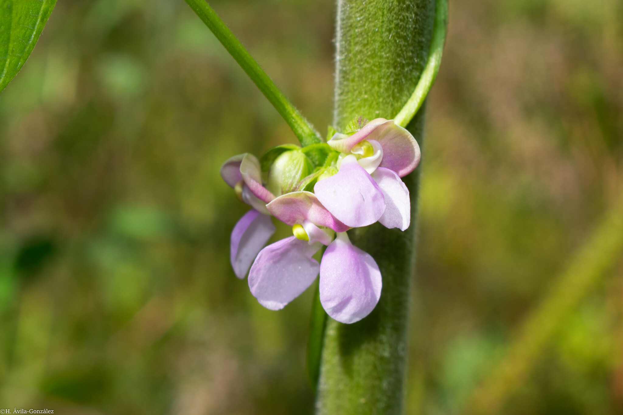 Phaseolus vulgaris L.