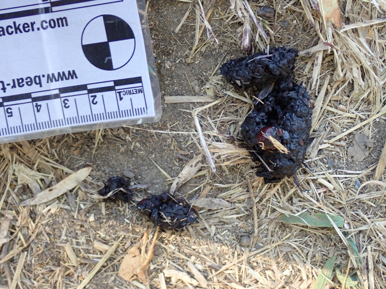 Gray Fox from Humboldt County, CA, USA on August 19, 2022 at 05:37 PM ...