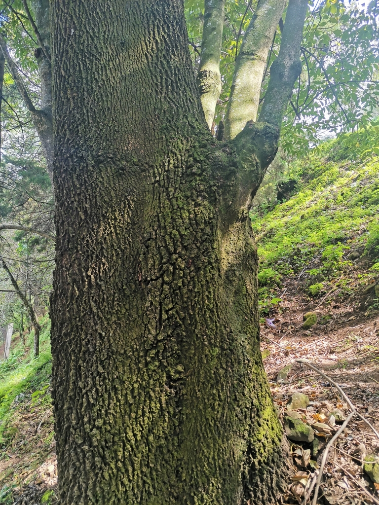 Shamel Ash from 51260 Amanalco de Becerra, Méx., México on October 10 ...