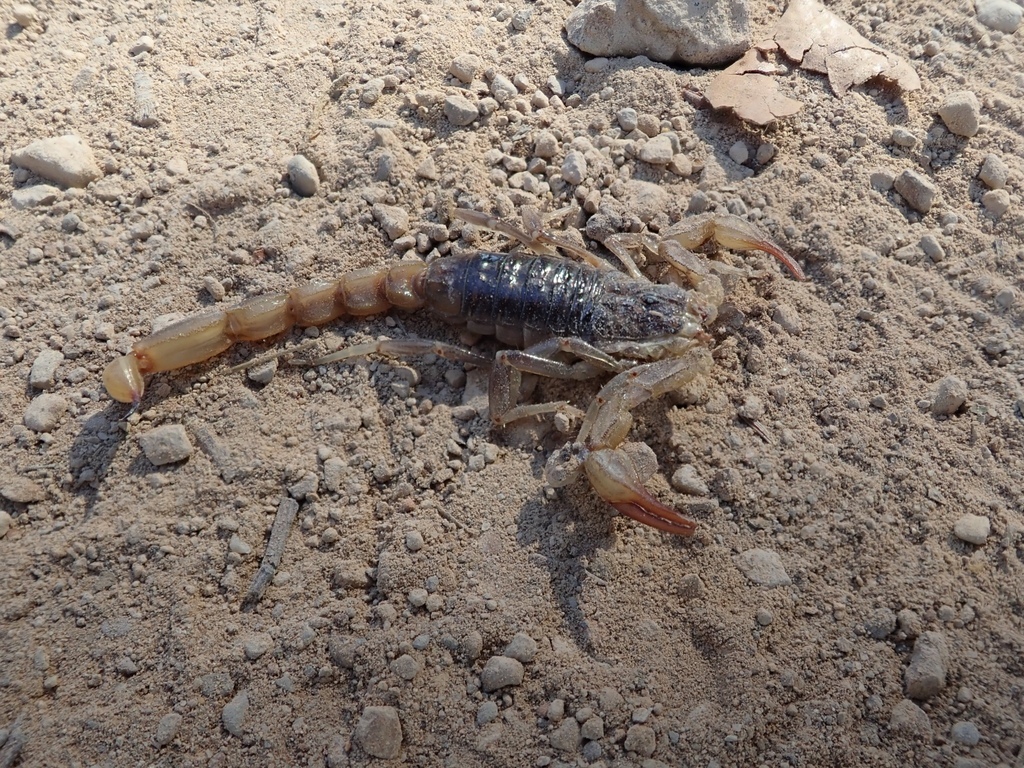 California common scorpion from Long Ridge Open Space Preserve, CA, US ...