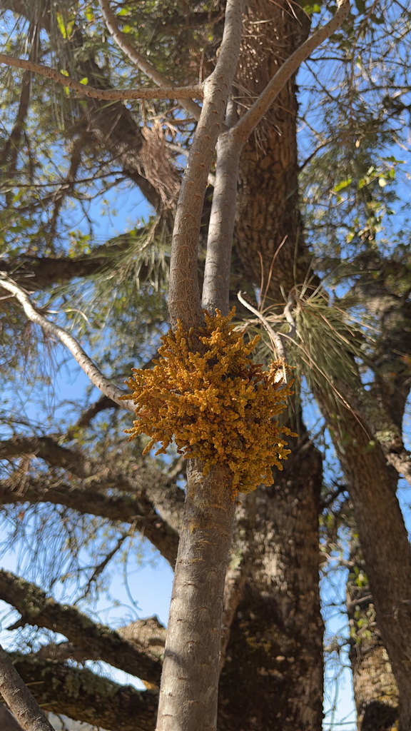Western Dwarf-Mistletoe from El Dorado Hills on October 10, 2022 at 03: ...