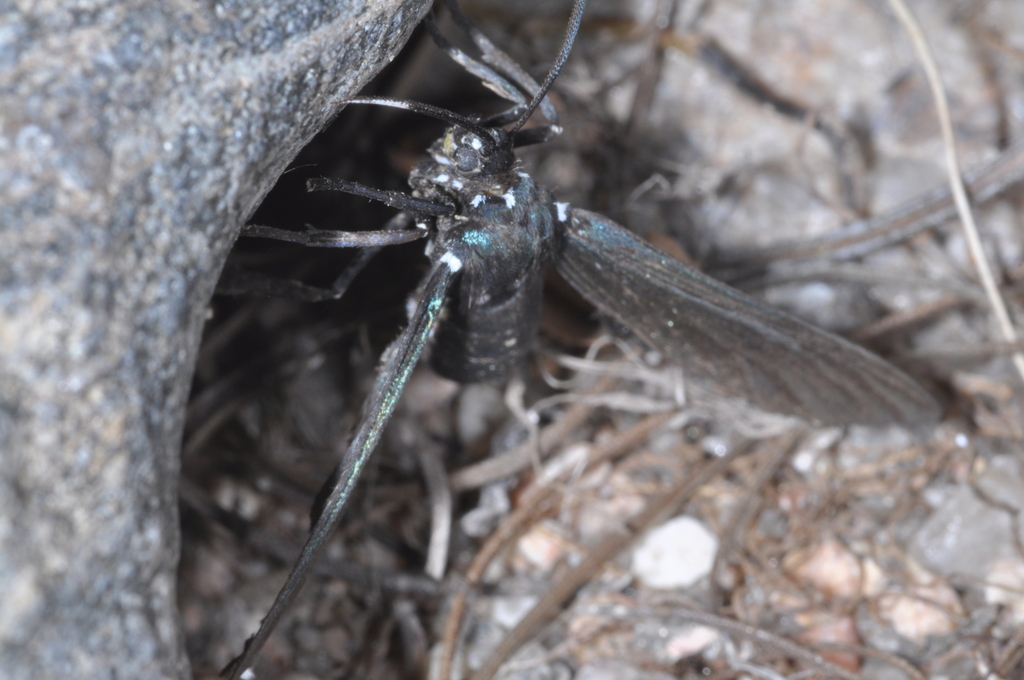 Macrocneme leucostigma from Totoral, Córdoba, Argentina on September 10 ...
