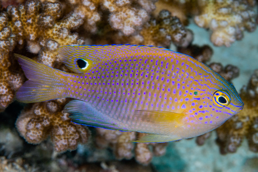 Princess Damsel (Suva Reef to Shore Area) · iNaturalist