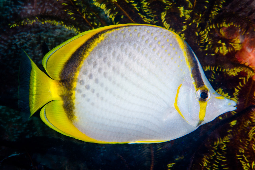 Yellow-dotted Butterflyfish (Ray-finned Fishes of Dauin Philippines ...