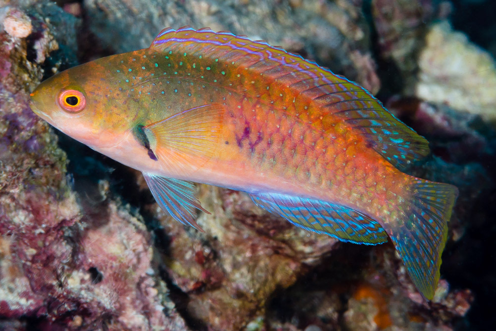Ryukyu Fairy Wrasse (Cirrhilabrus ryukyuensis) - Marine Life Identification