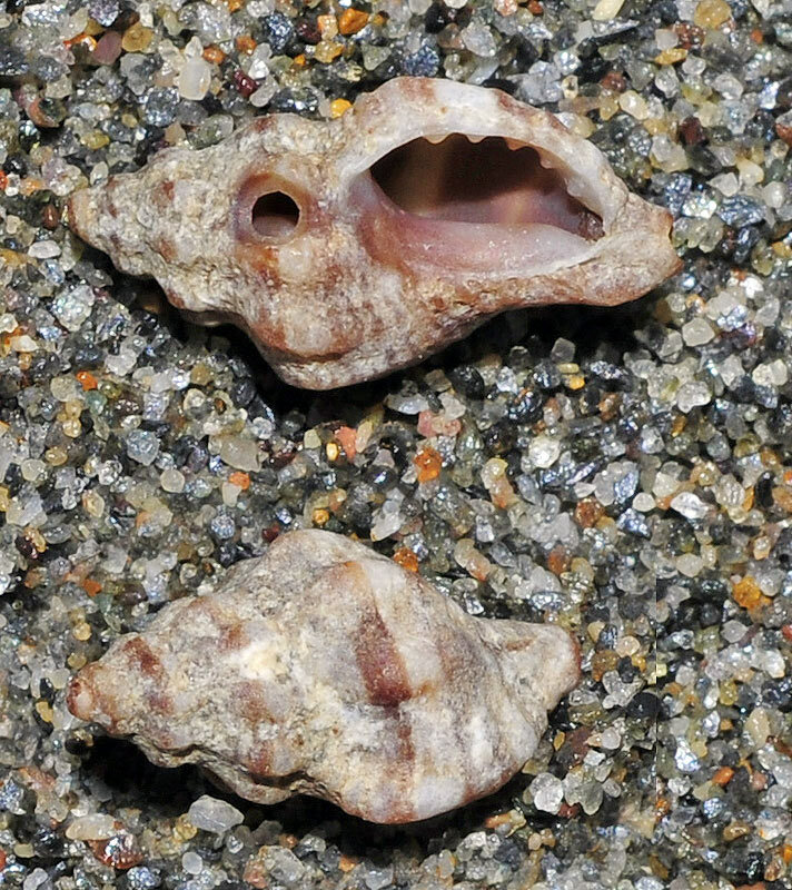 Ocenebra edwardsii (Payraudeau, 1826)