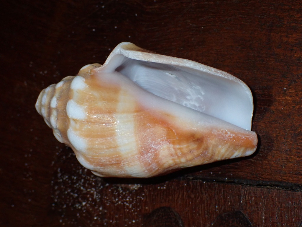 Eastern Pacific fighting conch from Guaymas Municipality, Sonora ...
