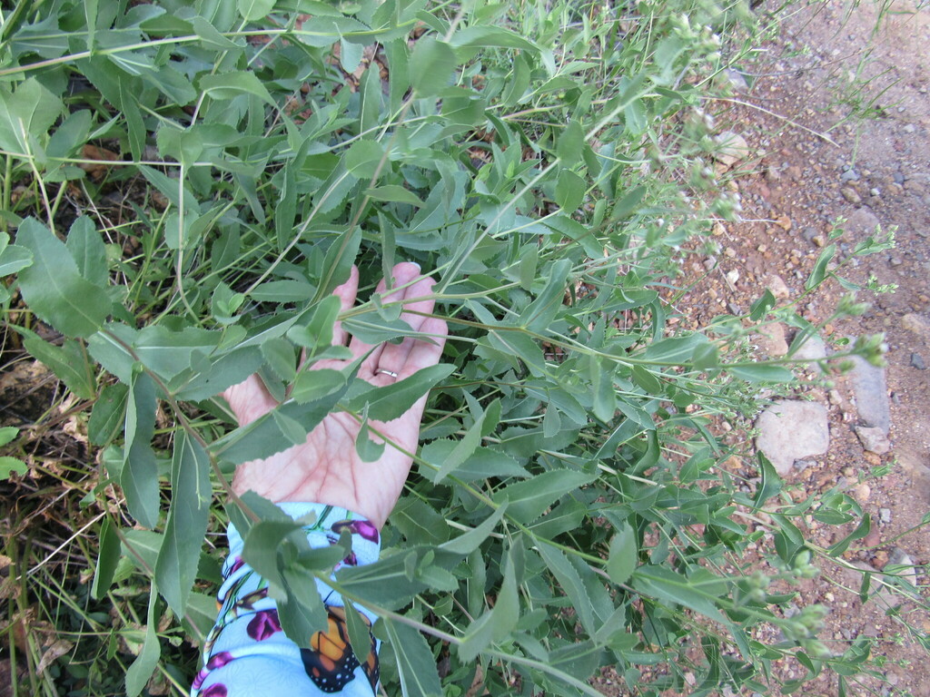 brownfoot from Brewster County, TX, USA on September 27, 2022 at 11:30 ...