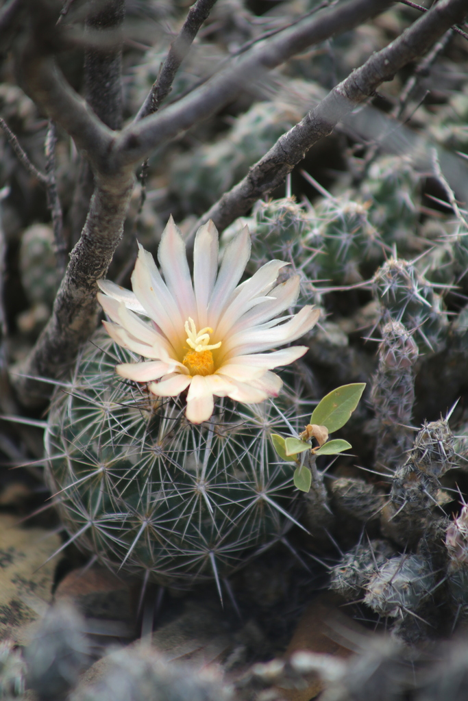 Coryphantha neglecta from Ramos Arizpe, Coah., México on October 8 ...