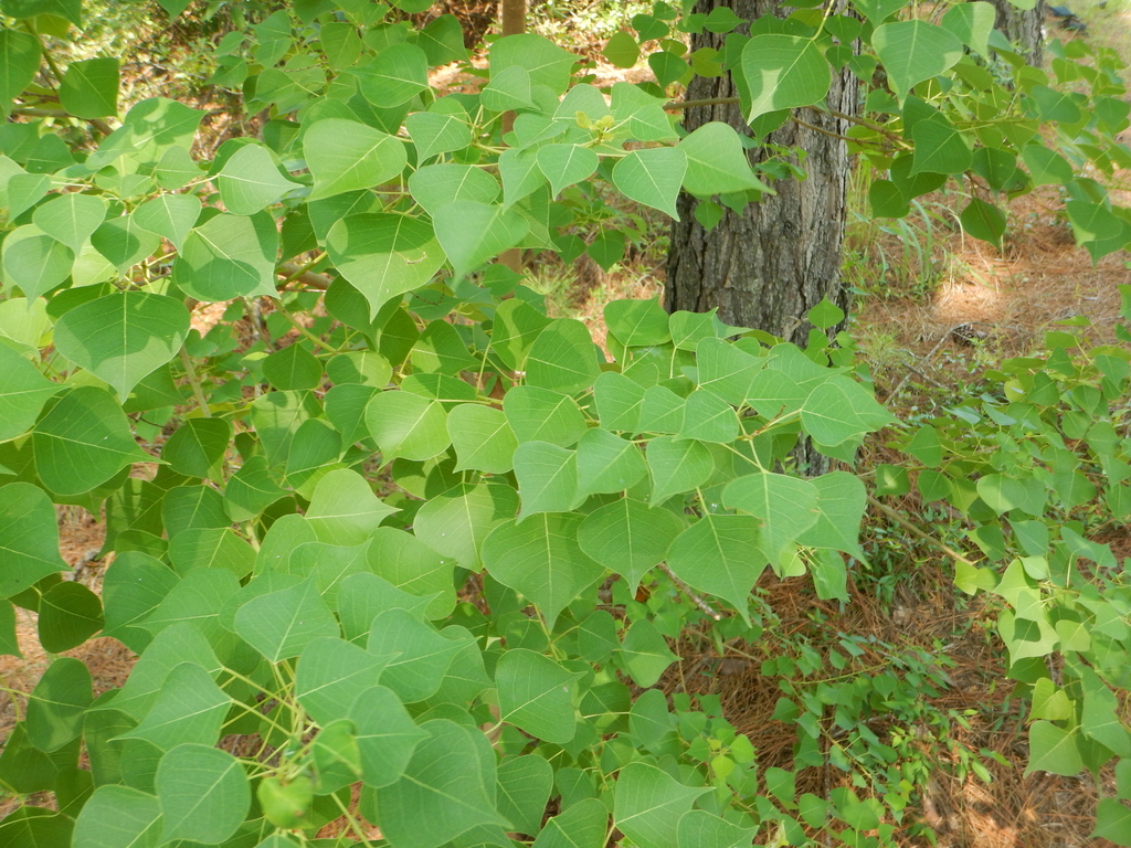 Chinese Tallow from Berkeley County, SC, USA on August 23, 2018 at 11: ...