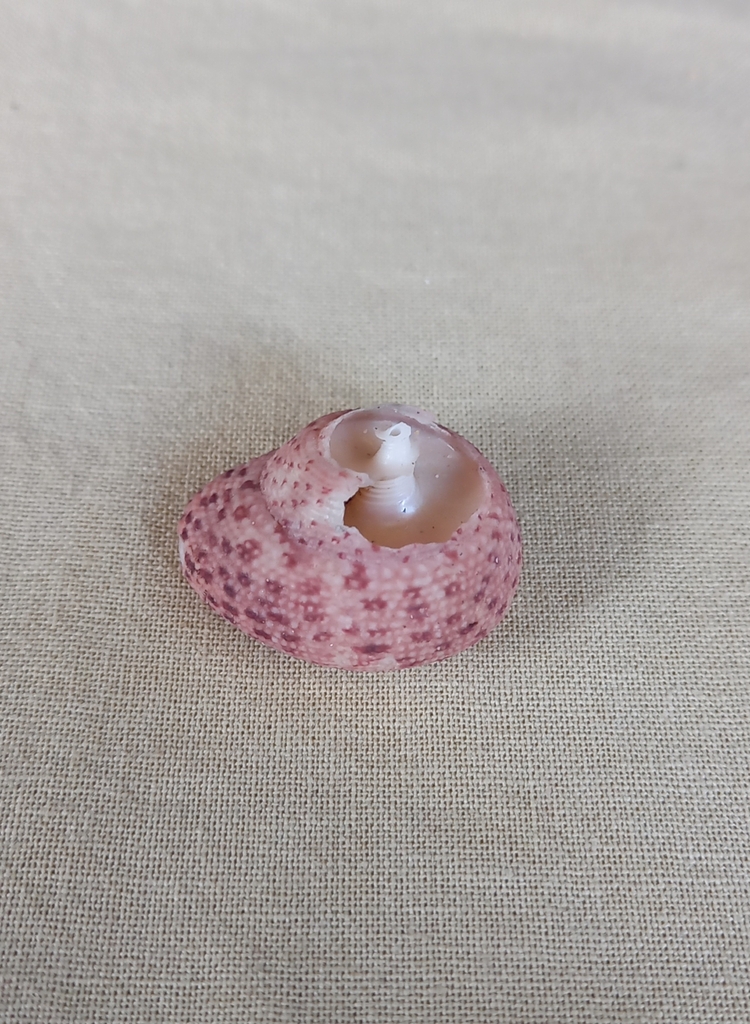 Clanculus undatus from J65W+WX Griffiths Island Wildlife Platform, Port ...