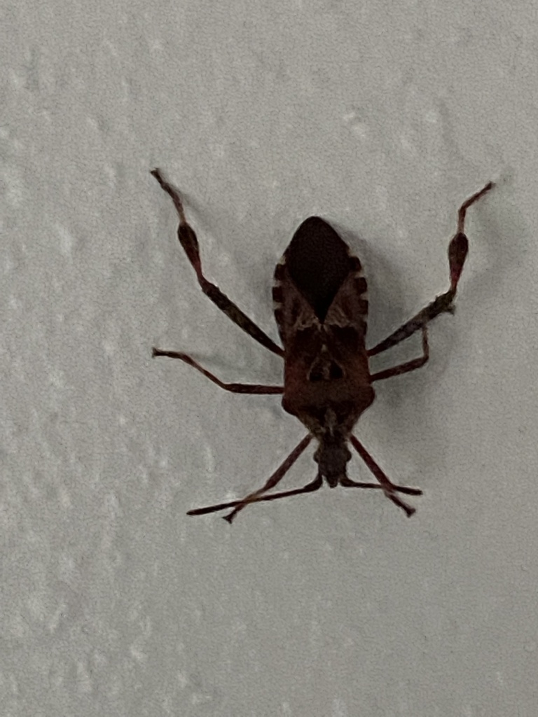 Western Conifer Seed Bug in October 2022 by Andy Frank · iNaturalist