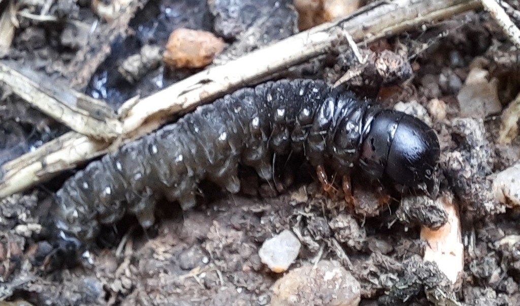 Insects from Santo Domingo, Valparaíso, Chile on October 10, 2022 at 11 ...
