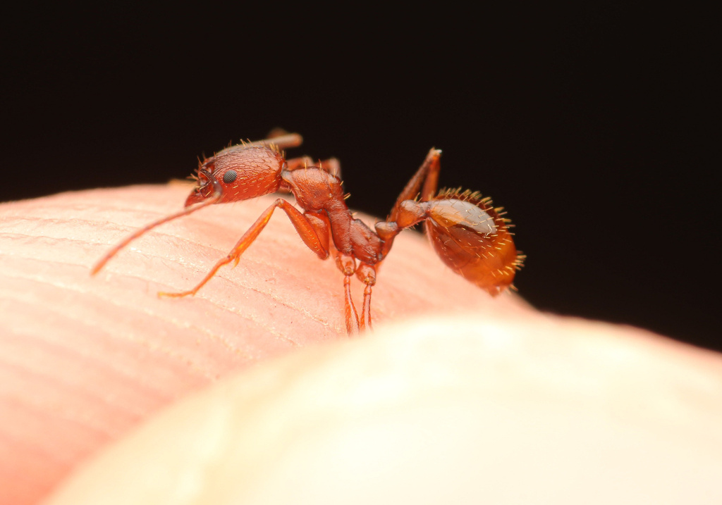Texas Collared Ant from Coronado National Forest, Hereford, AZ, US on ...