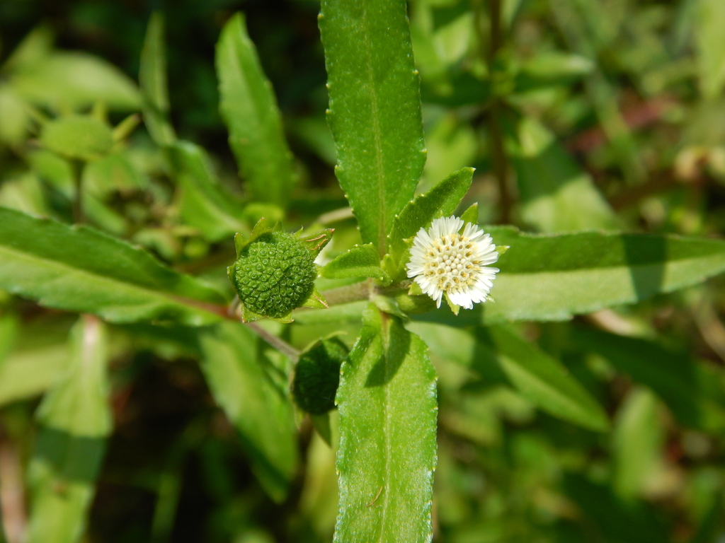 false daisy from Berkeley County, SC, USA on August 23, 2018 at 10:55 ...