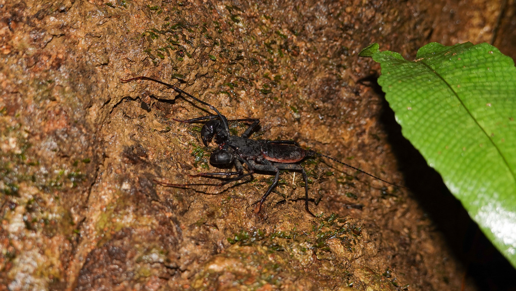 Typopeltis crucifer in October 2022 by orthoptera-jp · iNaturalist