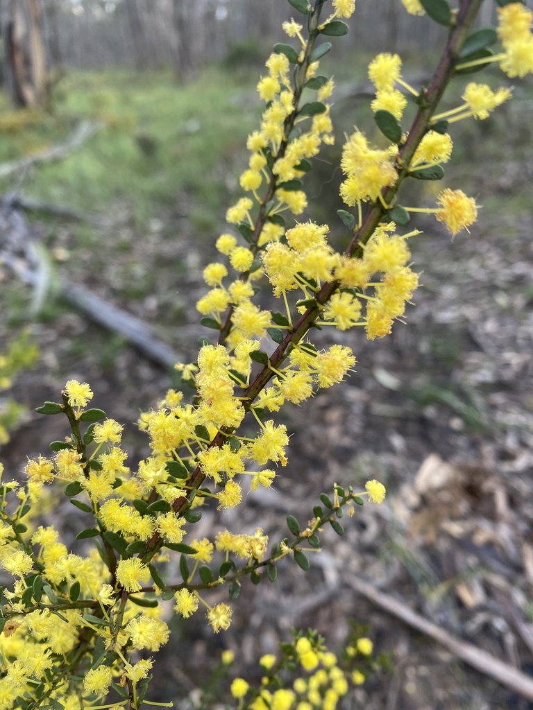 Round-leaf Wattle from Tarnagulla State Forest, Waanyarra, VIC, AU on ...