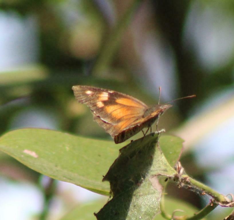 American Snout from Travis County, TX, USA on October 10, 2022 at 01:32 ...