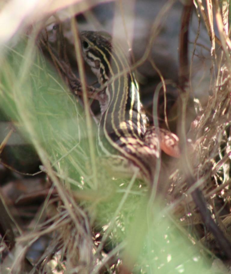 Common Spotted Whiptail from Austin, TX, USA on October 10, 2022 at 02: ...