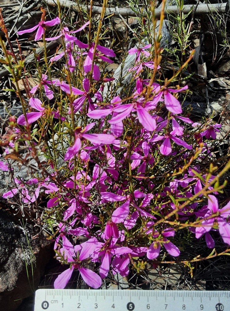 Tetratheca decora from Capertee NSW 2846, Australia on October 10, 2022 ...