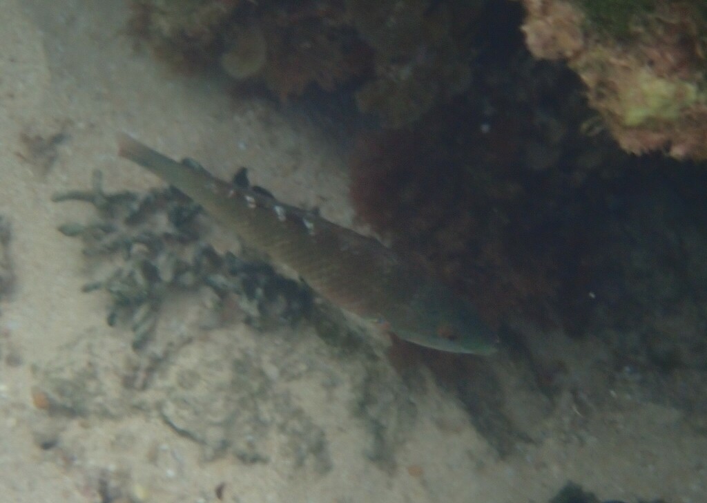 Luculent Wrasse from Emily Bay, Kingston 2899, Norfolk Island on ...