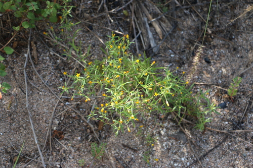 Pectis exserta · iNaturalist