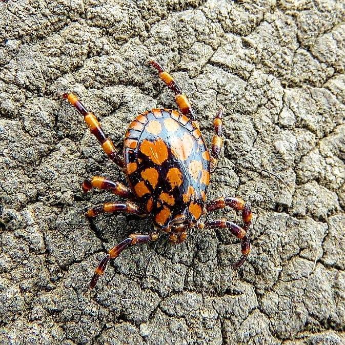 Rhinoceros Tick from andBeyond Phinda Private Game Reserve, 3936, South ...