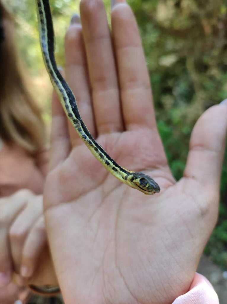 Colubrid Snakes from Zapopan, Jal., México by yami_aguilar · iNaturalist