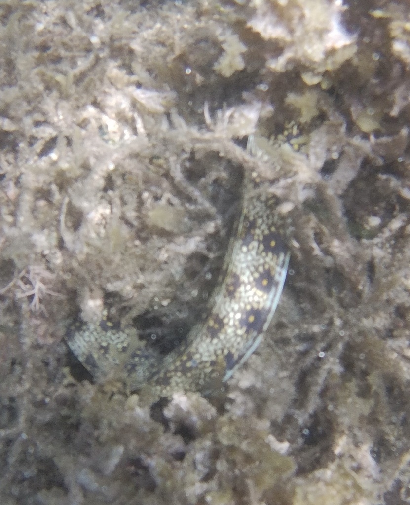 Snowflake Moray from The Naviti Resort, Fiji, FJ on October 11, 2022 at ...
