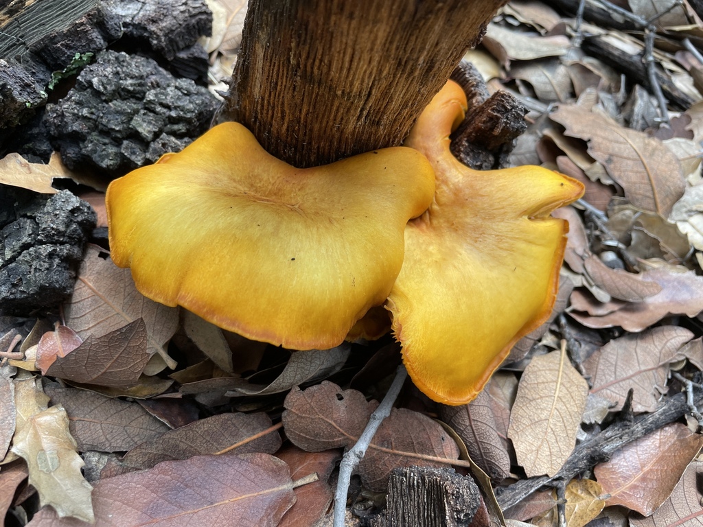 southern jack-o'-lantern in August 2022 by Jonathan Frank · iNaturalist