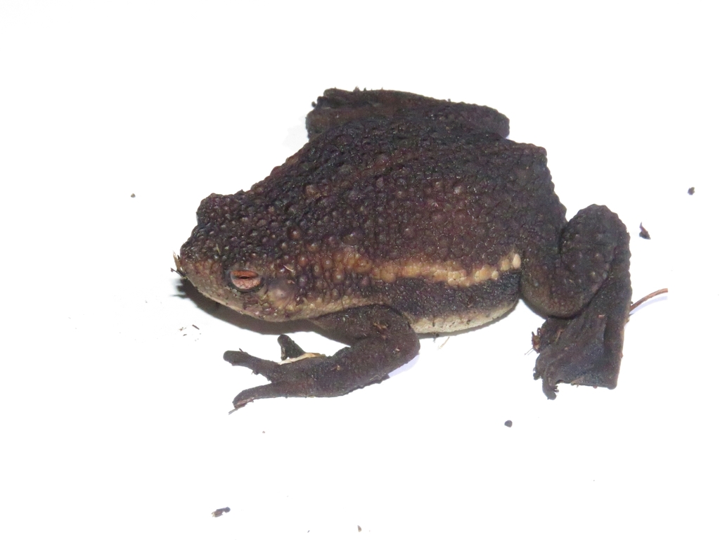 False Toad in May 2022 by Alfonsus Toribio Eko Saputro · iNaturalist